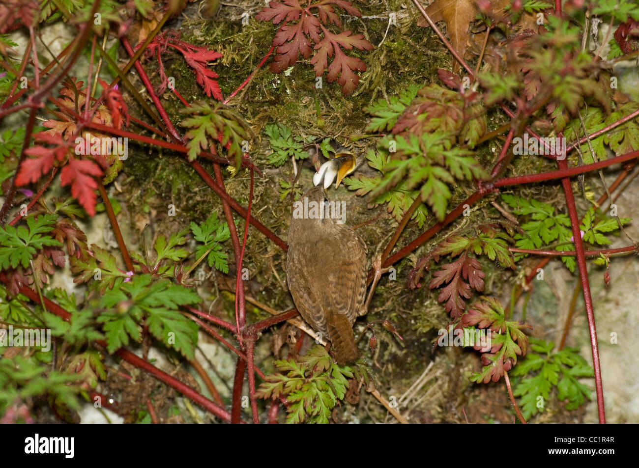 Faecal insects hi-res stock photography and images - Alamy