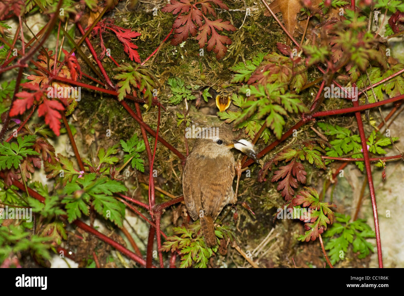 Faecal insects hi-res stock photography and images - Alamy