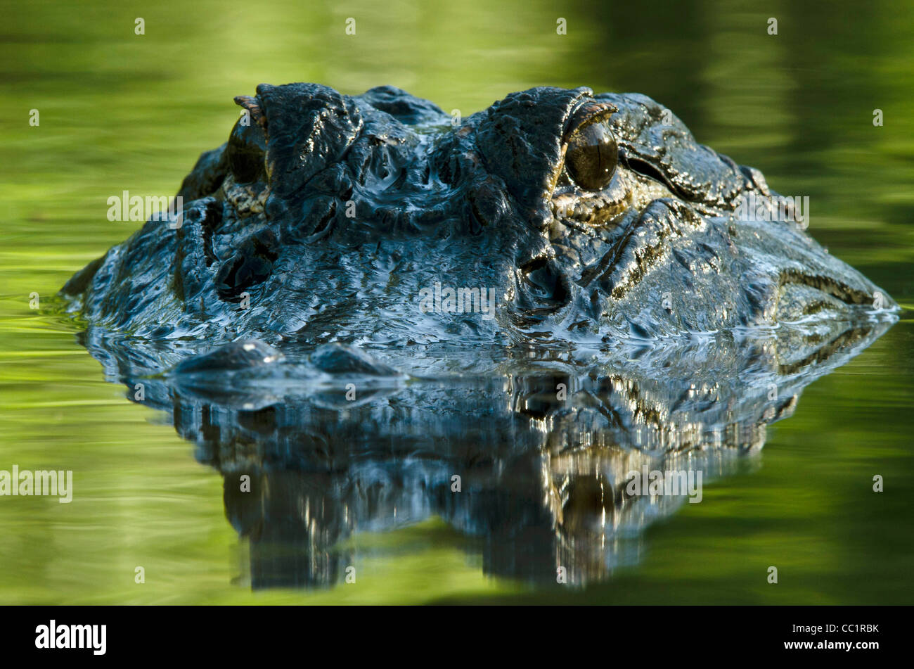 American alligator (Alligator mississippiensis), Okefenokee National ...