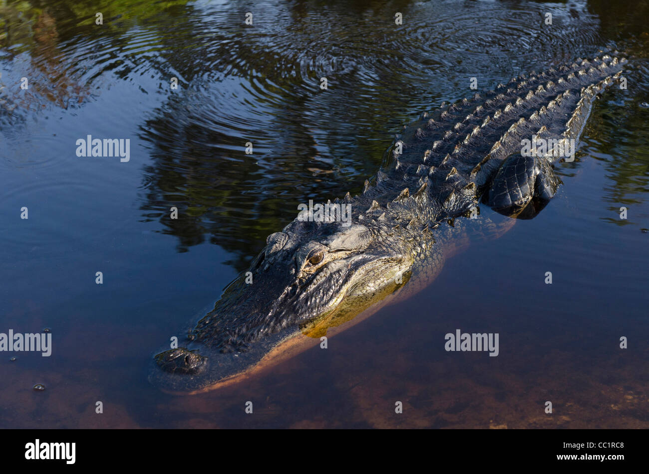 American alligator (Alligator mississippiensis), Okefenokee National ...