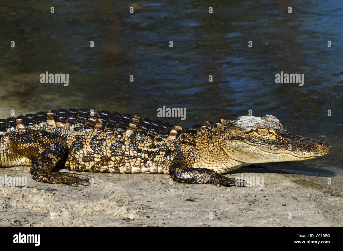 American alligator (Alligator mississippiensis), Okefenokee National ...