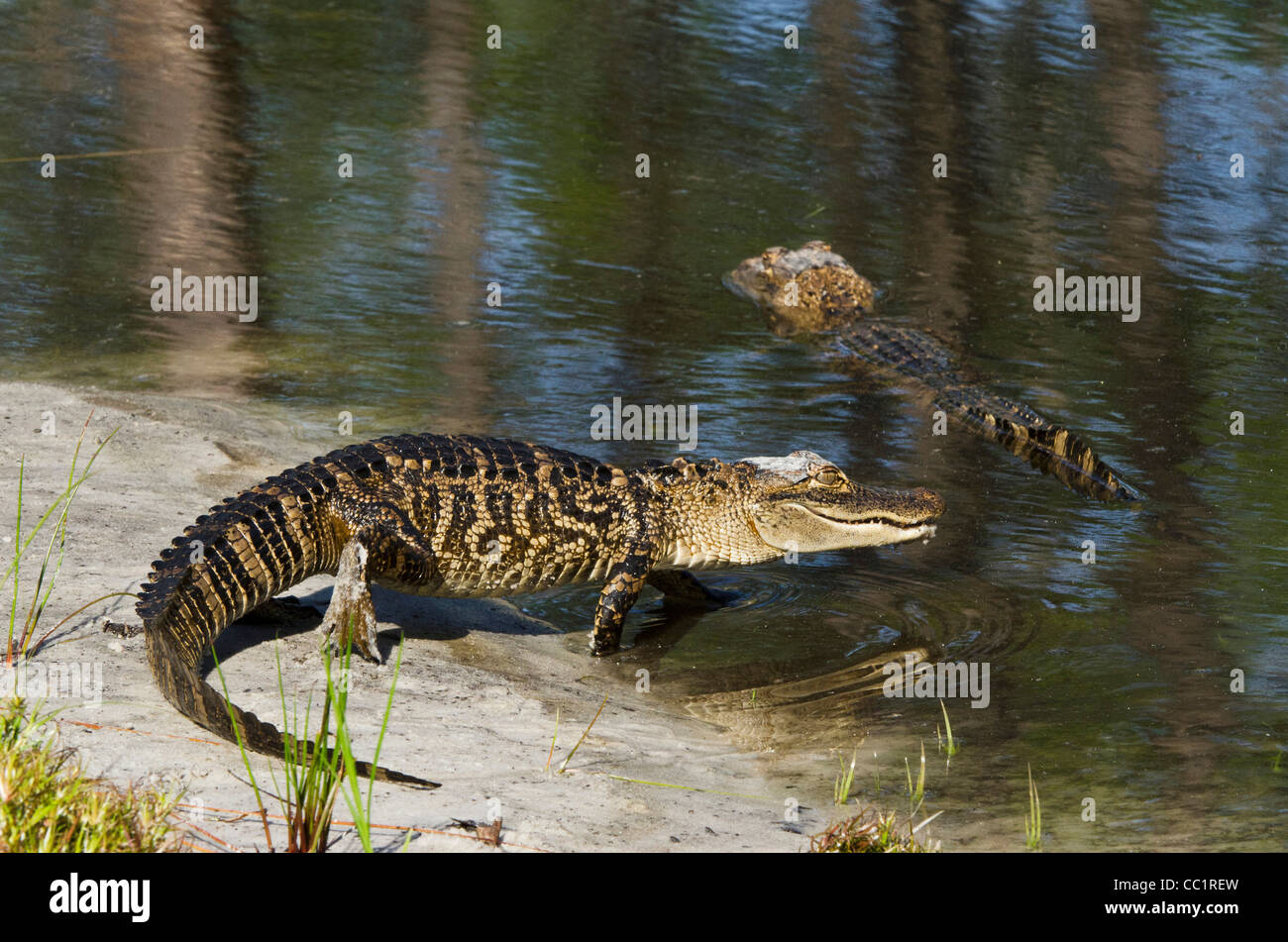 American alligator (Alligator mississippiensis), Okefenokee National ...