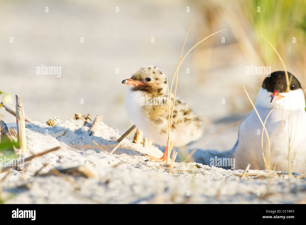 Fledgling tern hi-res stock photography and images - Alamy