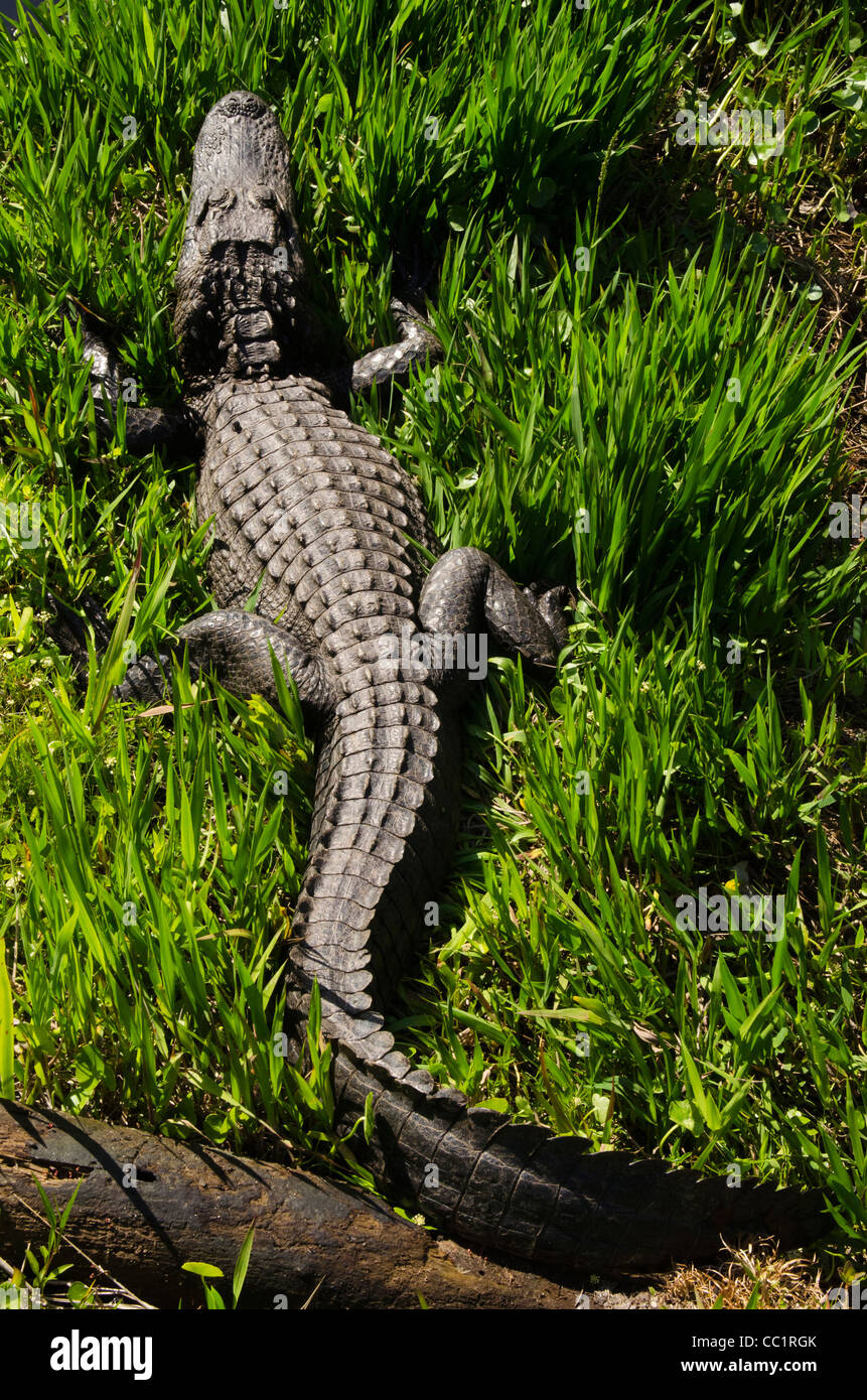 American alligator (Alligator mississippiensis), Okefenokee National ...