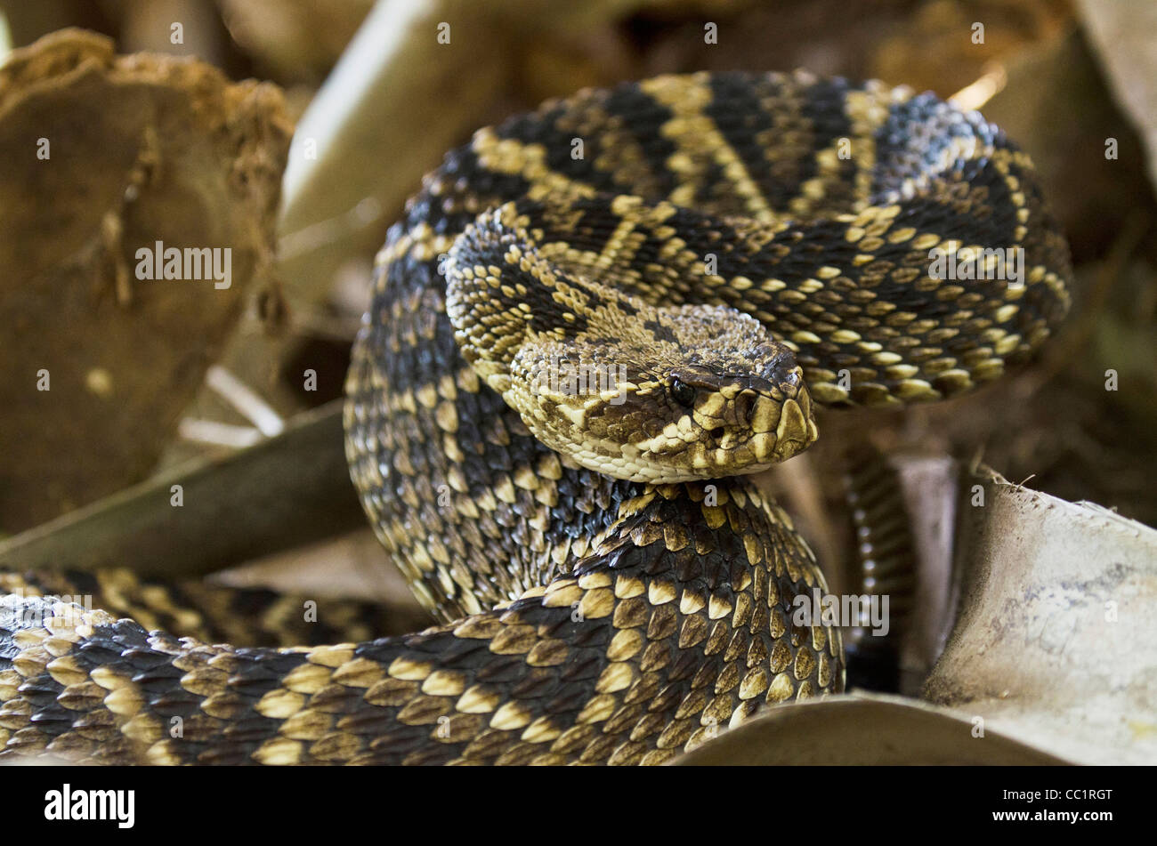 Eastern Diamondback Rattlesnake (Crotalus adamante Us), Little St Simon ...