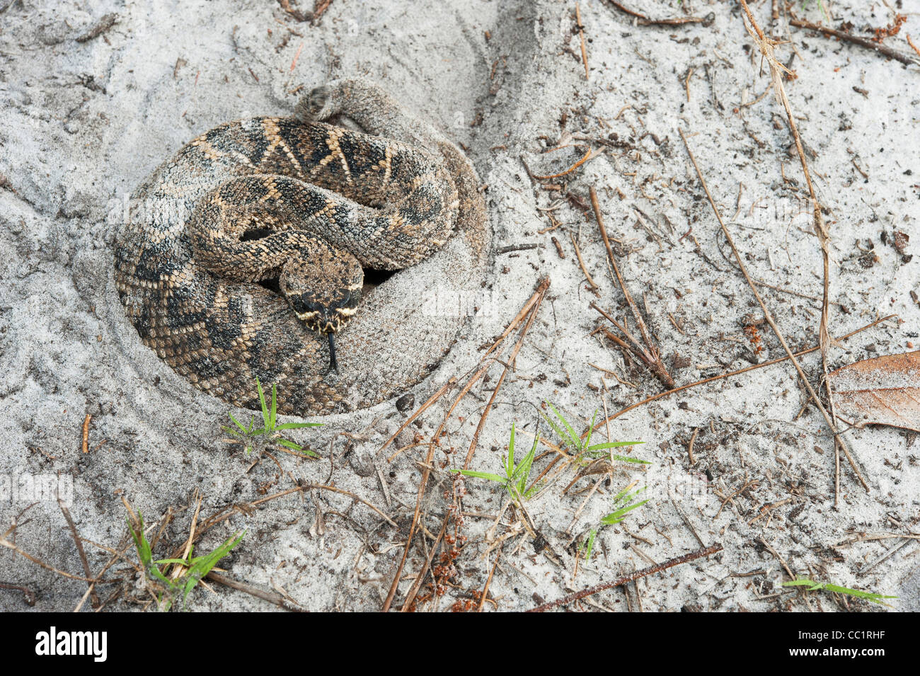 Eastern diamondback rattlesnake hi-res stock photography and images - Alamy