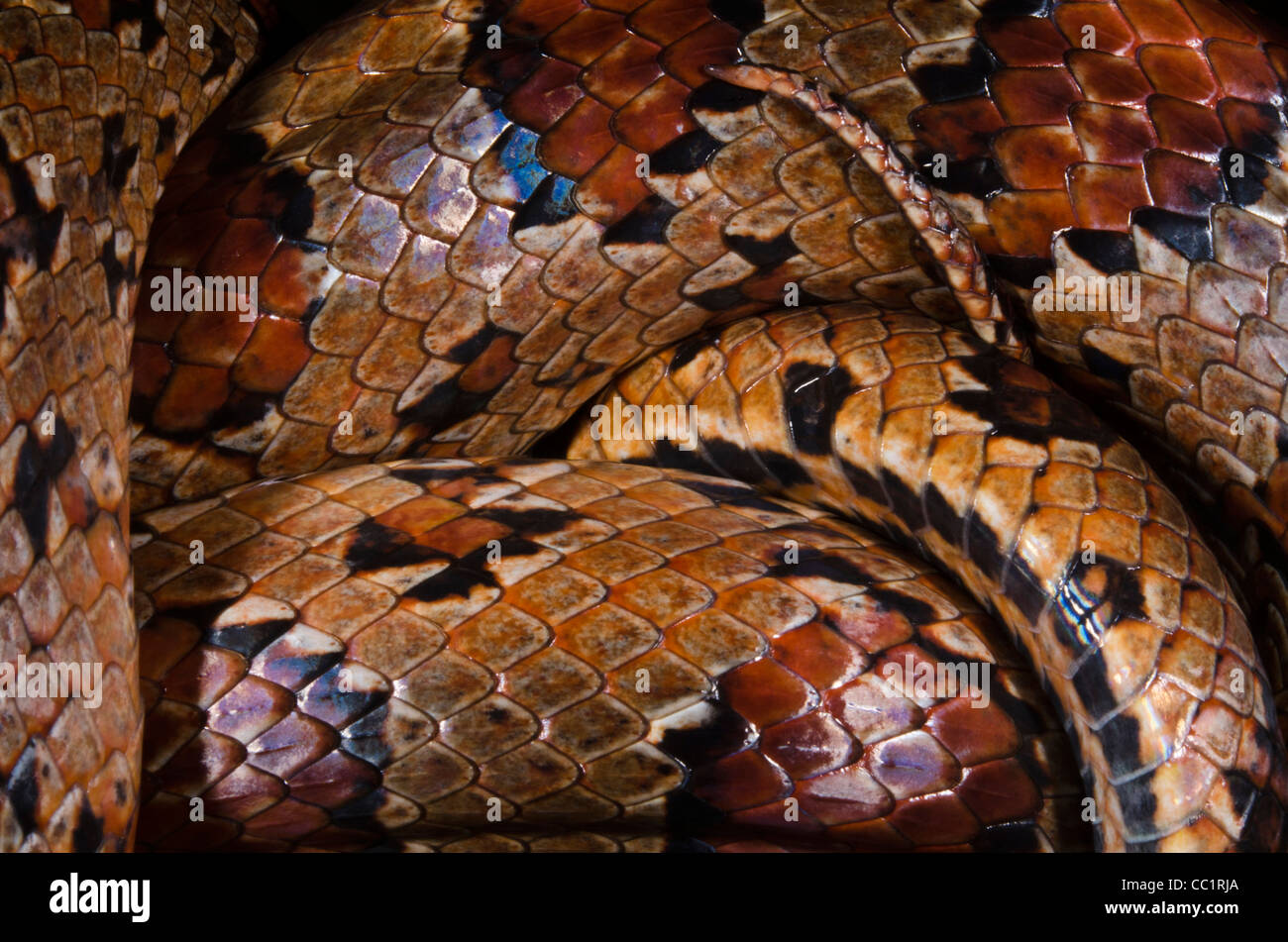 Red rat snake hi-res stock photography and images - Alamy