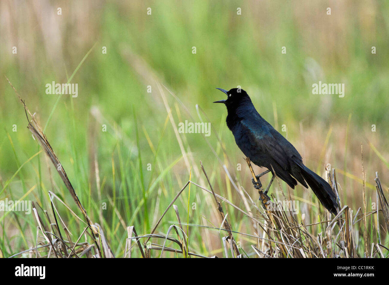 Boat-tailed Grackle (Quiscalus major), Little St Simon's Island ...
