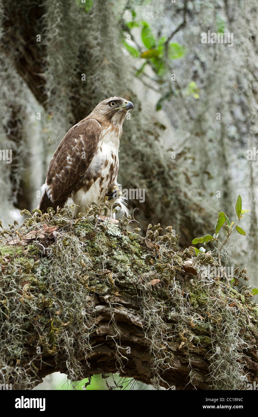 Little hawk hi-res stock photography and images - Alamy