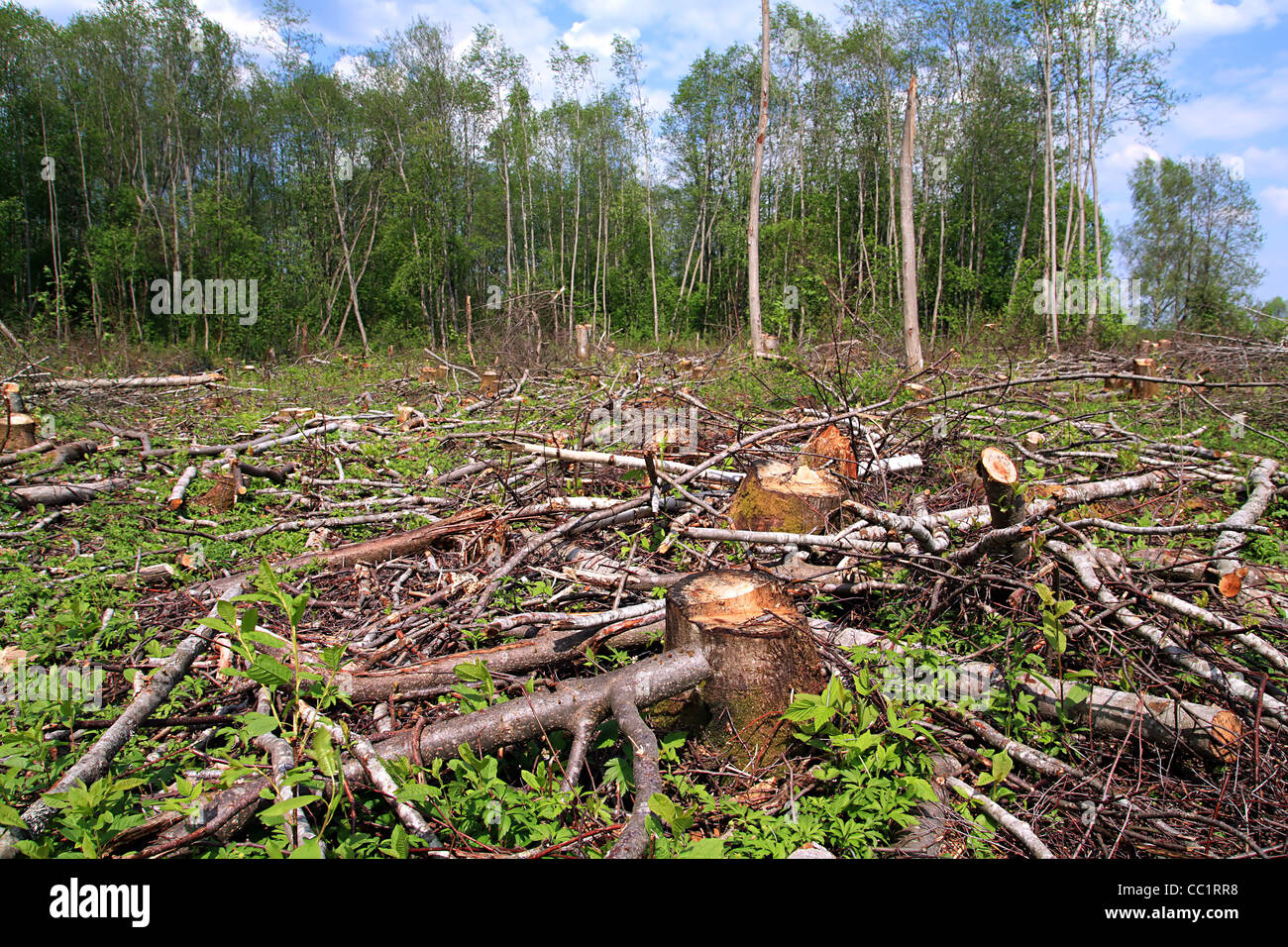 Cutting dead wood hi-res stock photography and images - Alamy