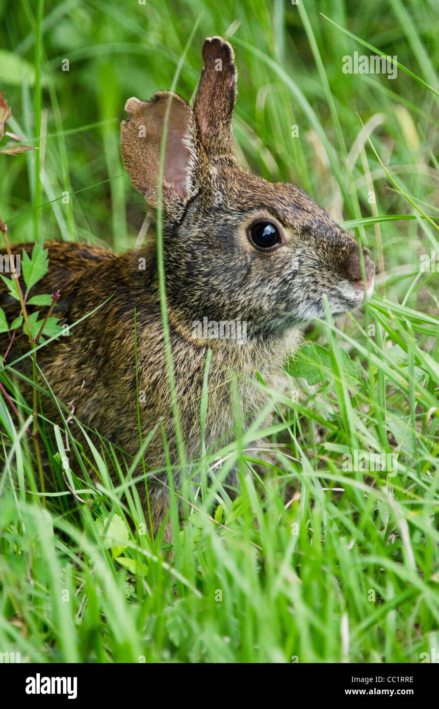 Swamp Rabbit (Sylvilagus aquaticus), Little St Simon's Island, Barrier ...