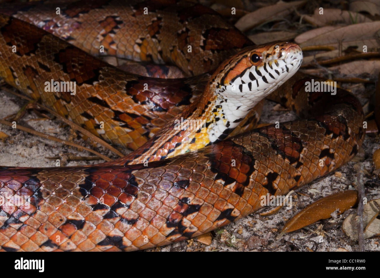 Corn snake (Elaphe guttata), or red rat snake, Little St Simon's Island ...