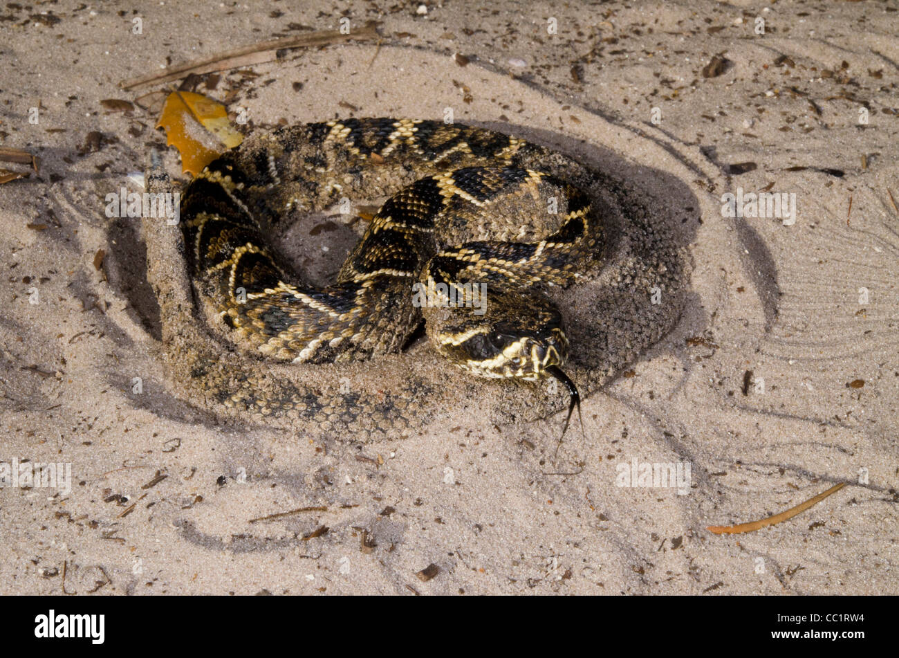 Eastern diamondback rattlesnake hi-res stock photography and images - Alamy