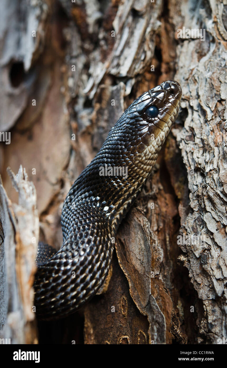 Pine snake hi-res stock photography and images - Alamy
