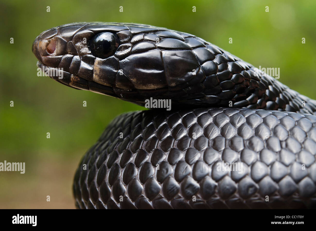 Eastern Indigo Snake (Drymarchon couperi), Juvenile, Captive. The ...