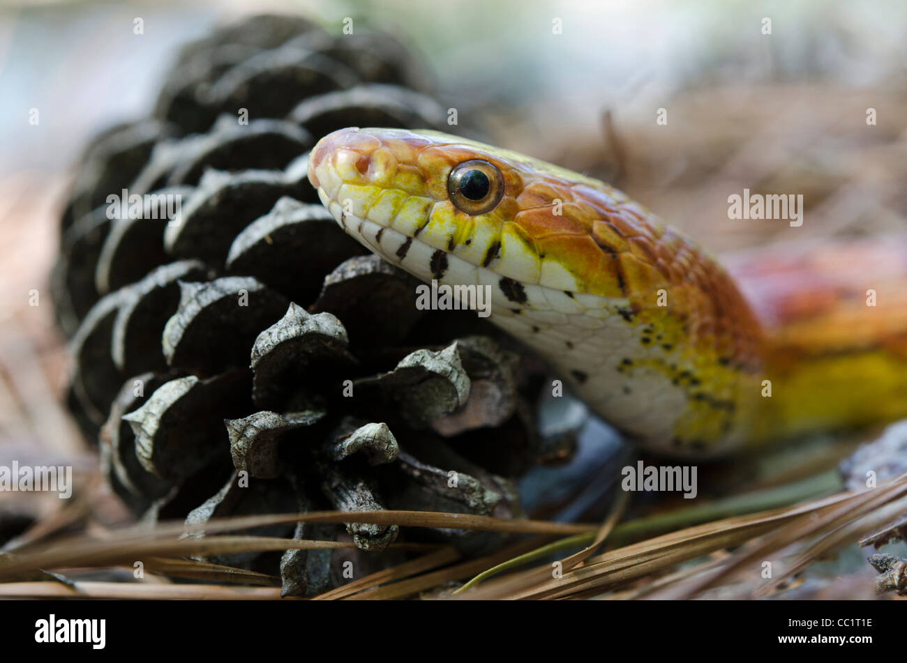 Corn Snake (Elaphe guttata), Captive. The Orianne Indigo Snake Preserve ...
