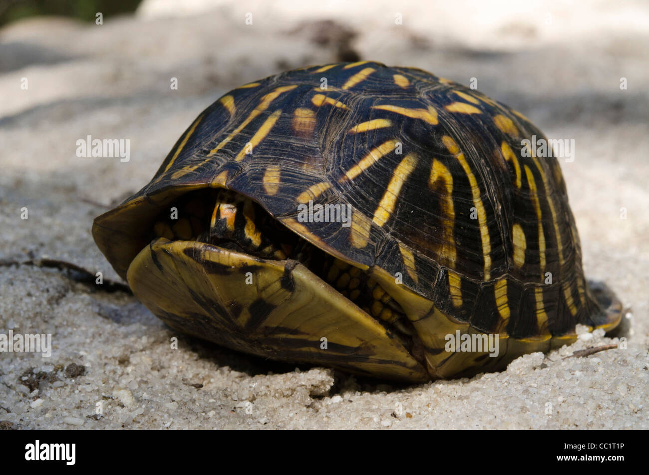 Eastern Box Turtle (Terrapene carolina), Captive. The Orianne Indigo ...