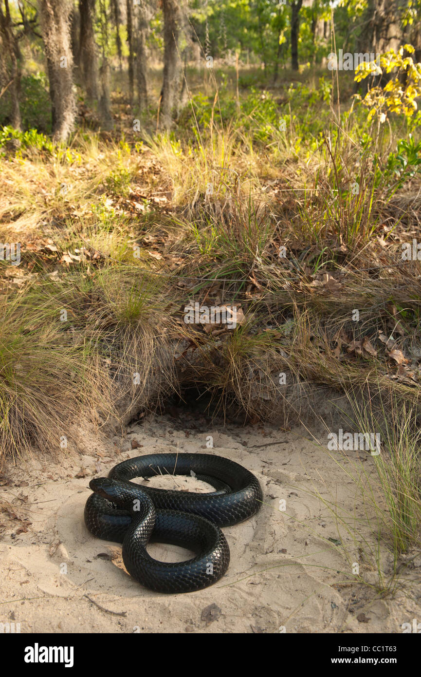 Eastern Indigo Snake (Drymarchon couperi), at Gopher Tortoise burrow ...