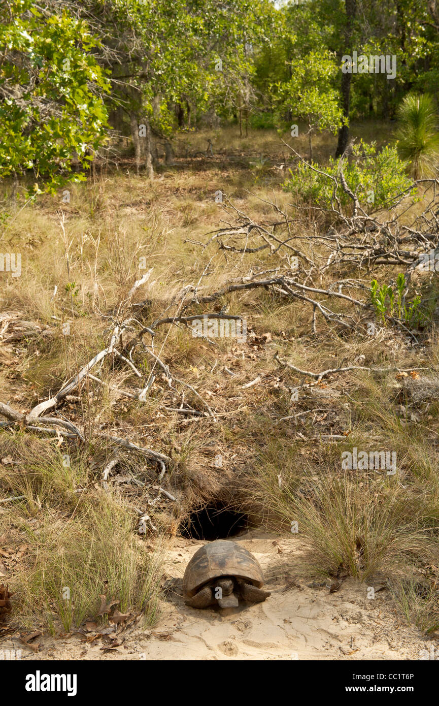 Gopher Tortoise (Gopherus polyphemus), Male at burrow. The Orianne ...