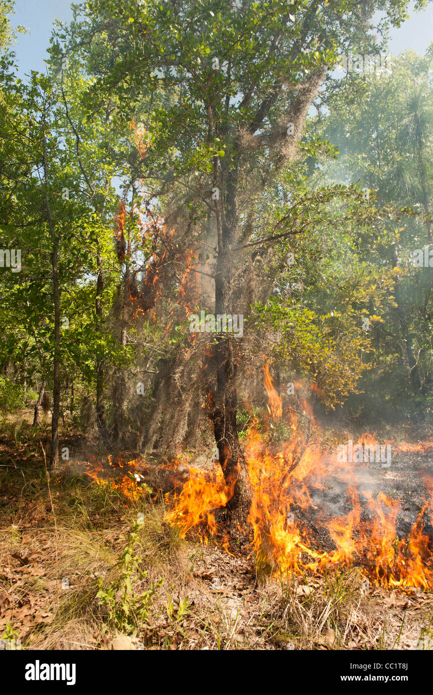 Longleaf pine forest fire hi-res stock photography and images - Alamy