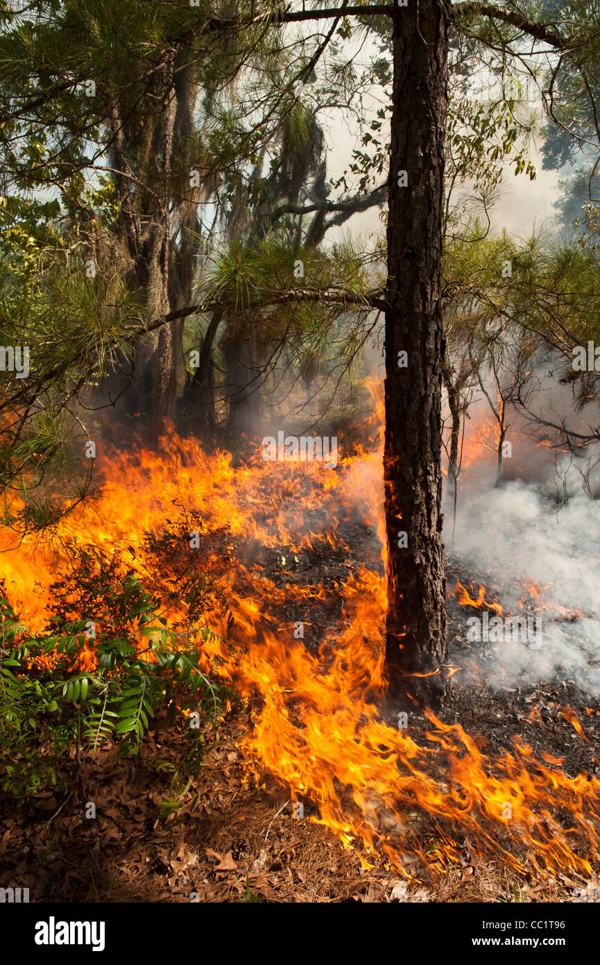 Prescribed Burn in longleaf pine forest, The Orianne Indigo Snake ...