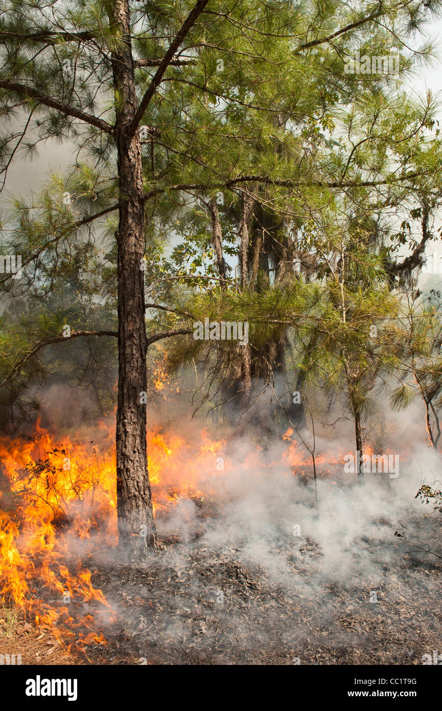 Longleaf pine forest fire hi-res stock photography and images - Alamy