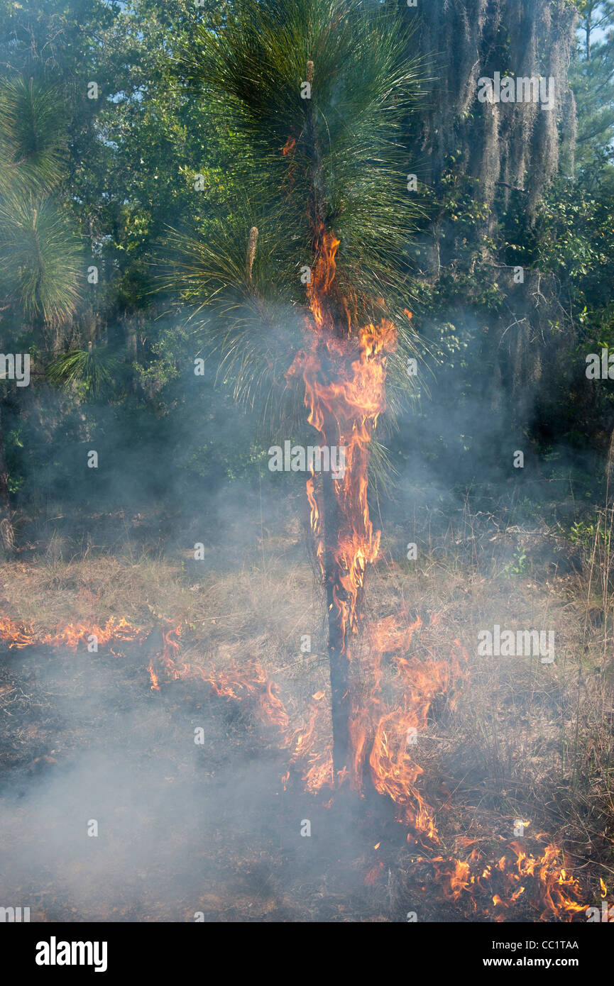 Longleaf pine forest fire hi-res stock photography and images - Alamy