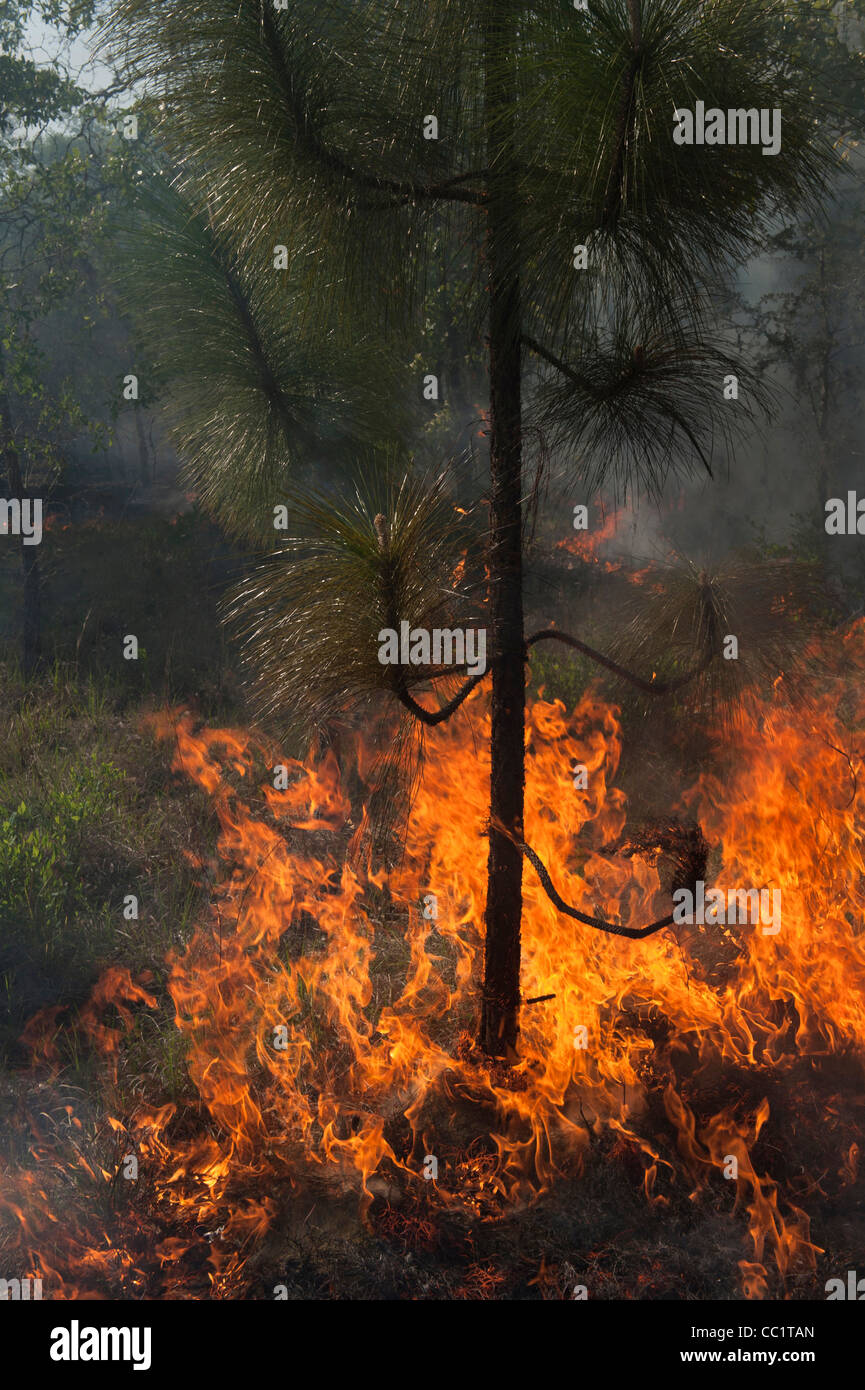 Longleaf pine forest fire hi-res stock photography and images - Alamy