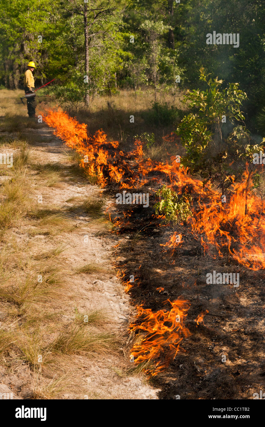Longleaf pine forest fire hi-res stock photography and images - Alamy