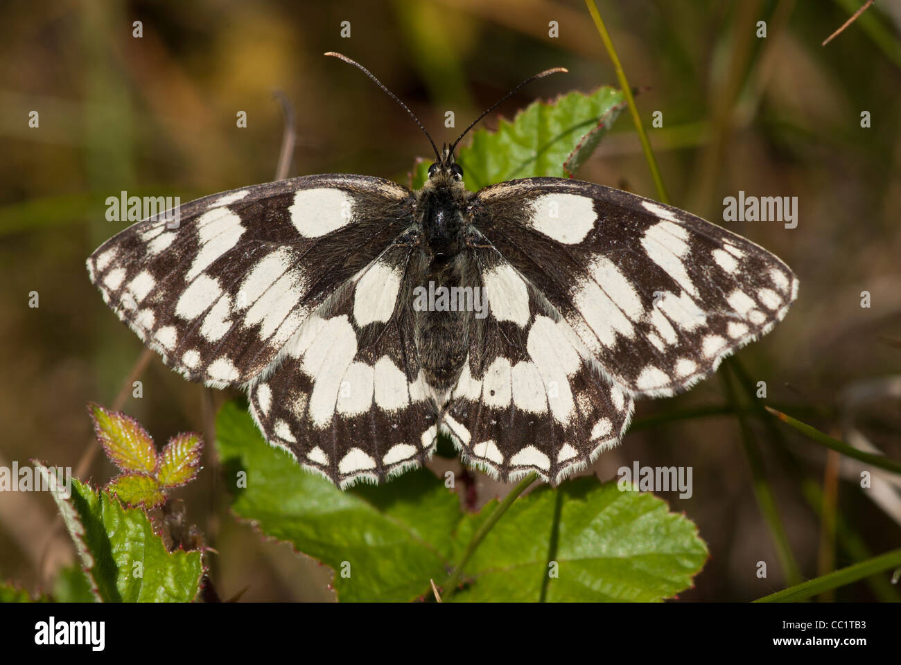 Marbled White Butterfly Stock Photo - Alamy
