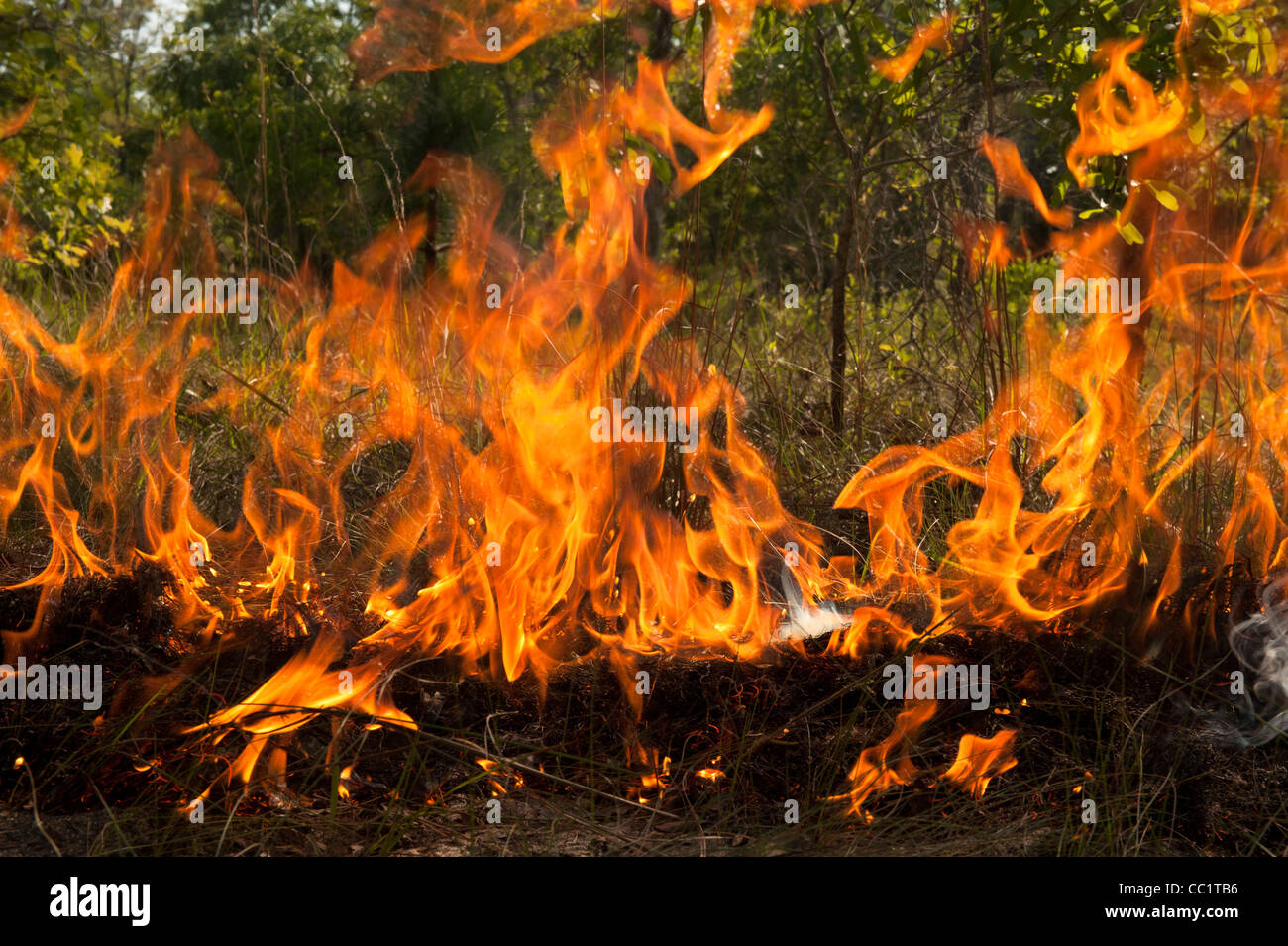 Longleaf pine forest fire hi-res stock photography and images - Alamy