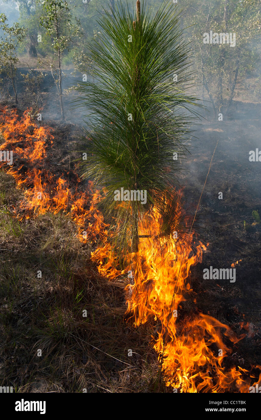 Longleaf pine forest fire hi-res stock photography and images - Alamy