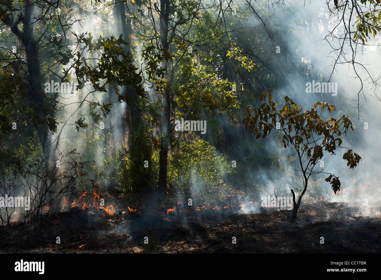 Longleaf pine forest fire hi-res stock photography and images - Alamy
