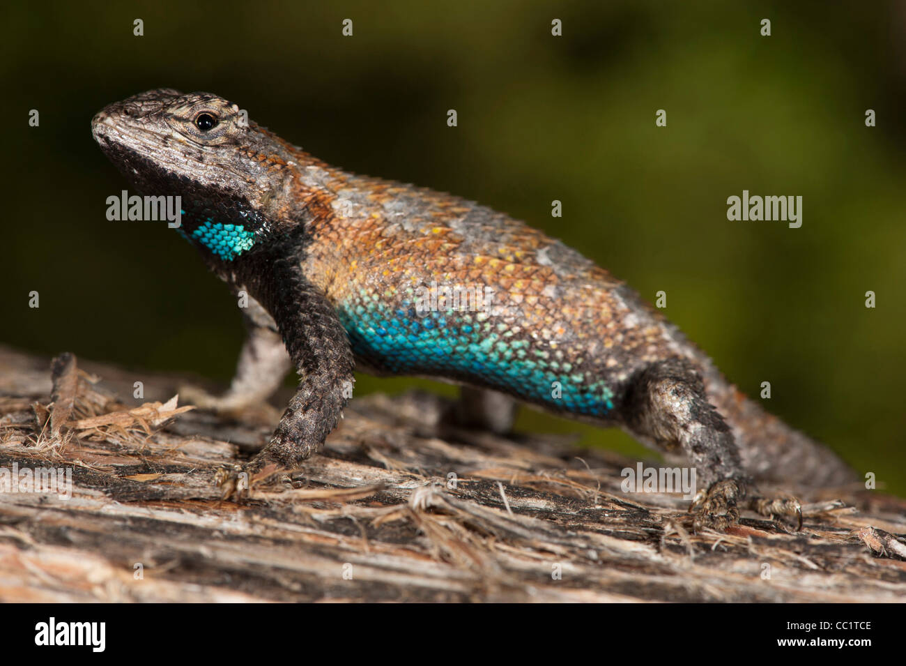 Eastern Fence Lizard (Sceloporus undulatus), The Orianne Indigo Snake ...