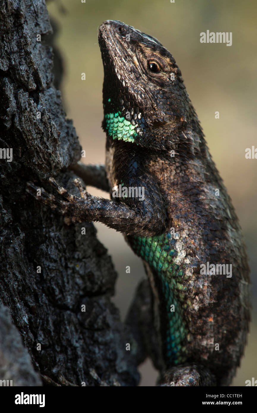 Eastern Fence Lizard (Sceloporus undulatus), The Orianne Indigo Snake ...