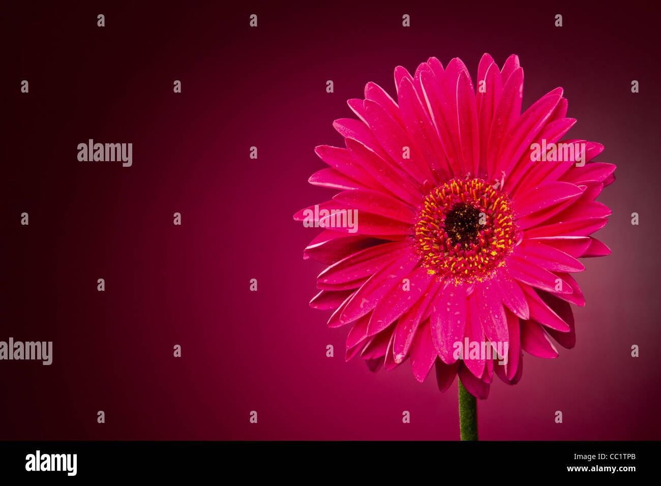 Flower gradient hi-res stock photography and images - Alamy