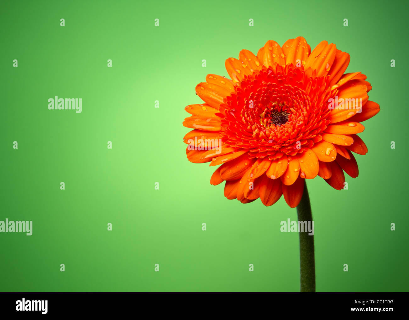 Gradient flower hi-res stock photography and images - Alamy