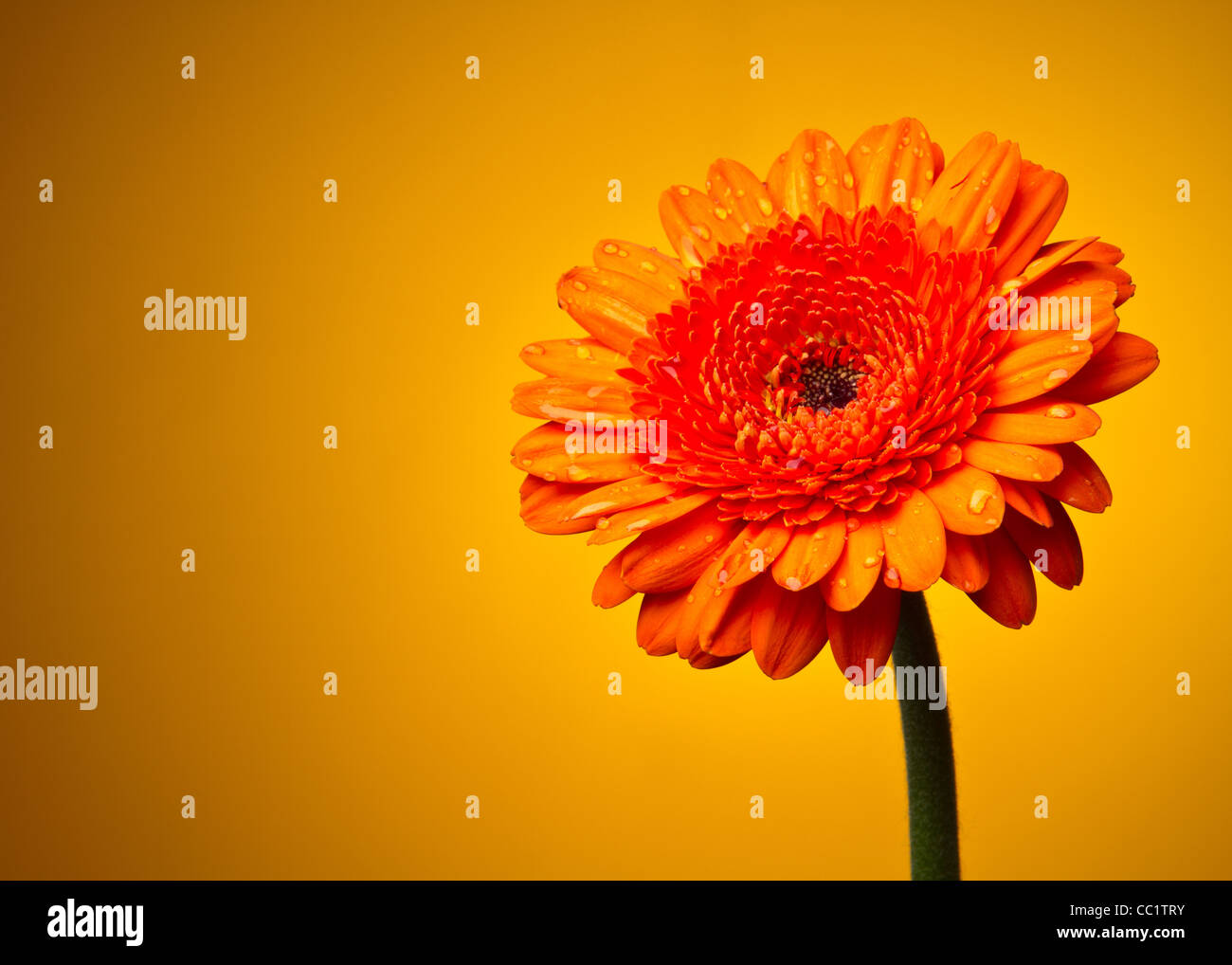 Gradient flower hi-res stock photography and images - Alamy