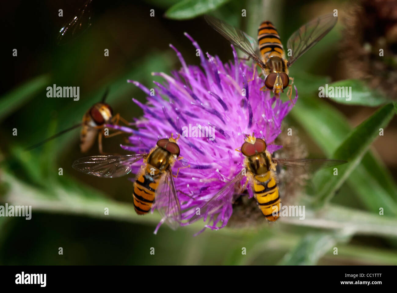 Hover fly face hi-res stock photography and images - Alamy