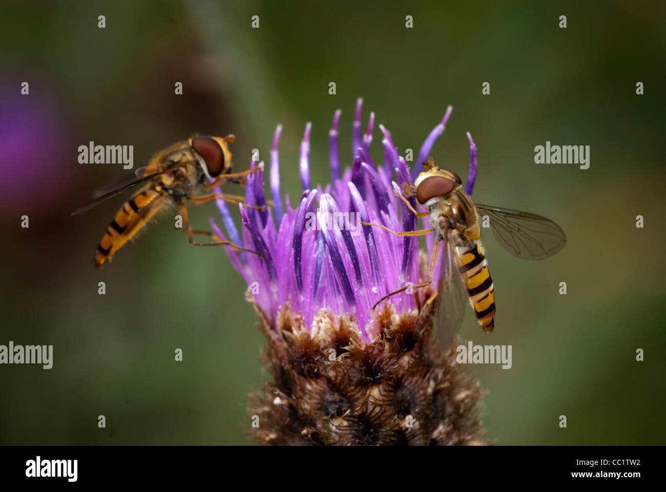 Hover fly face hi-res stock photography and images - Alamy