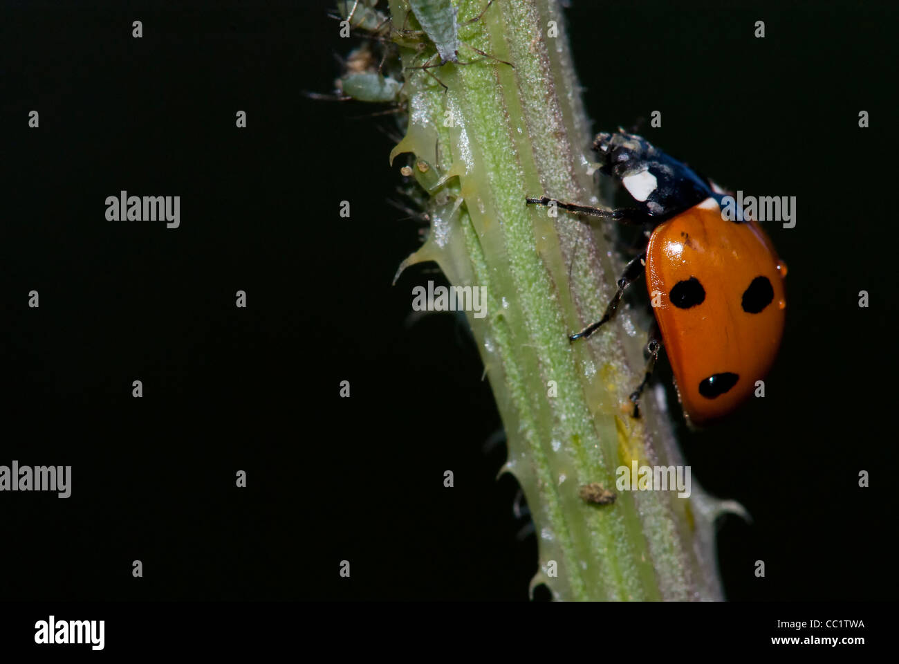 Ladybird design hi-res stock photography and images - Alamy