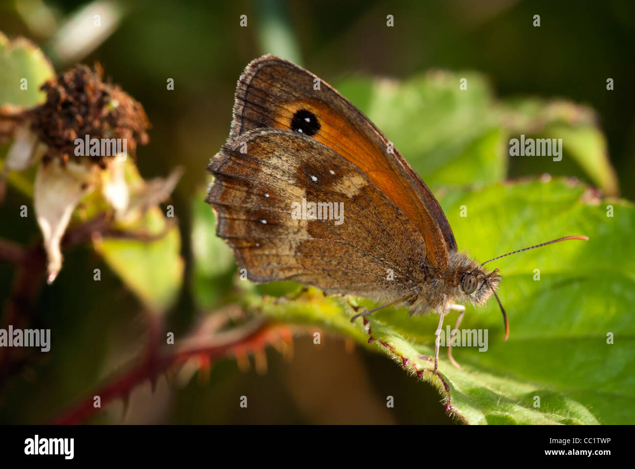 Butterfly horn hi-res stock photography and images - Alamy