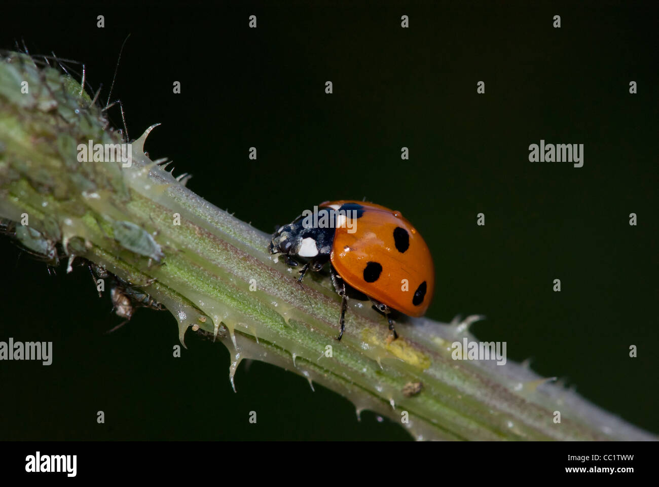 Ladybird design hi-res stock photography and images - Alamy
