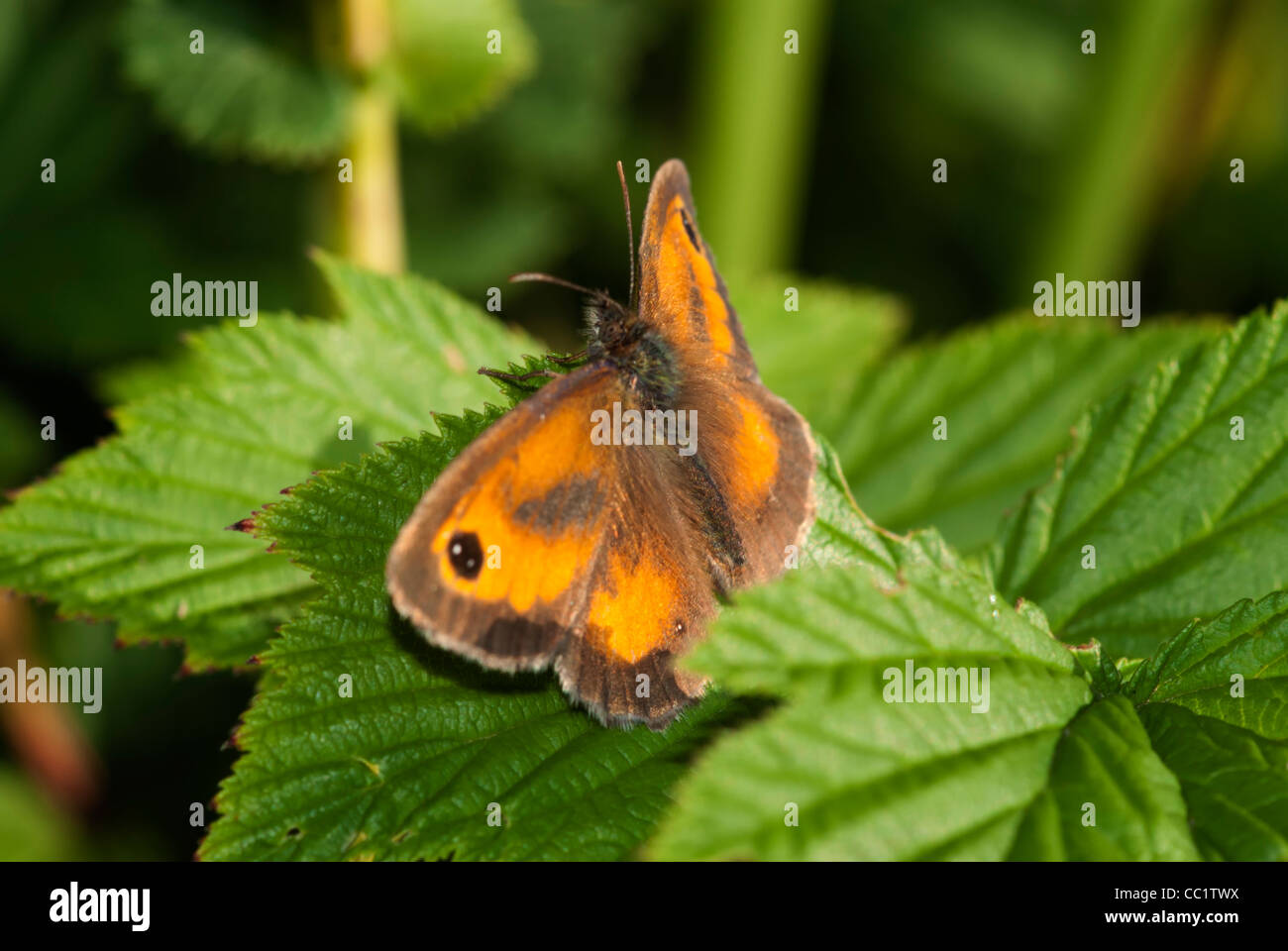 Side view gatekeeper butterfly hi-res stock photography and images - Alamy