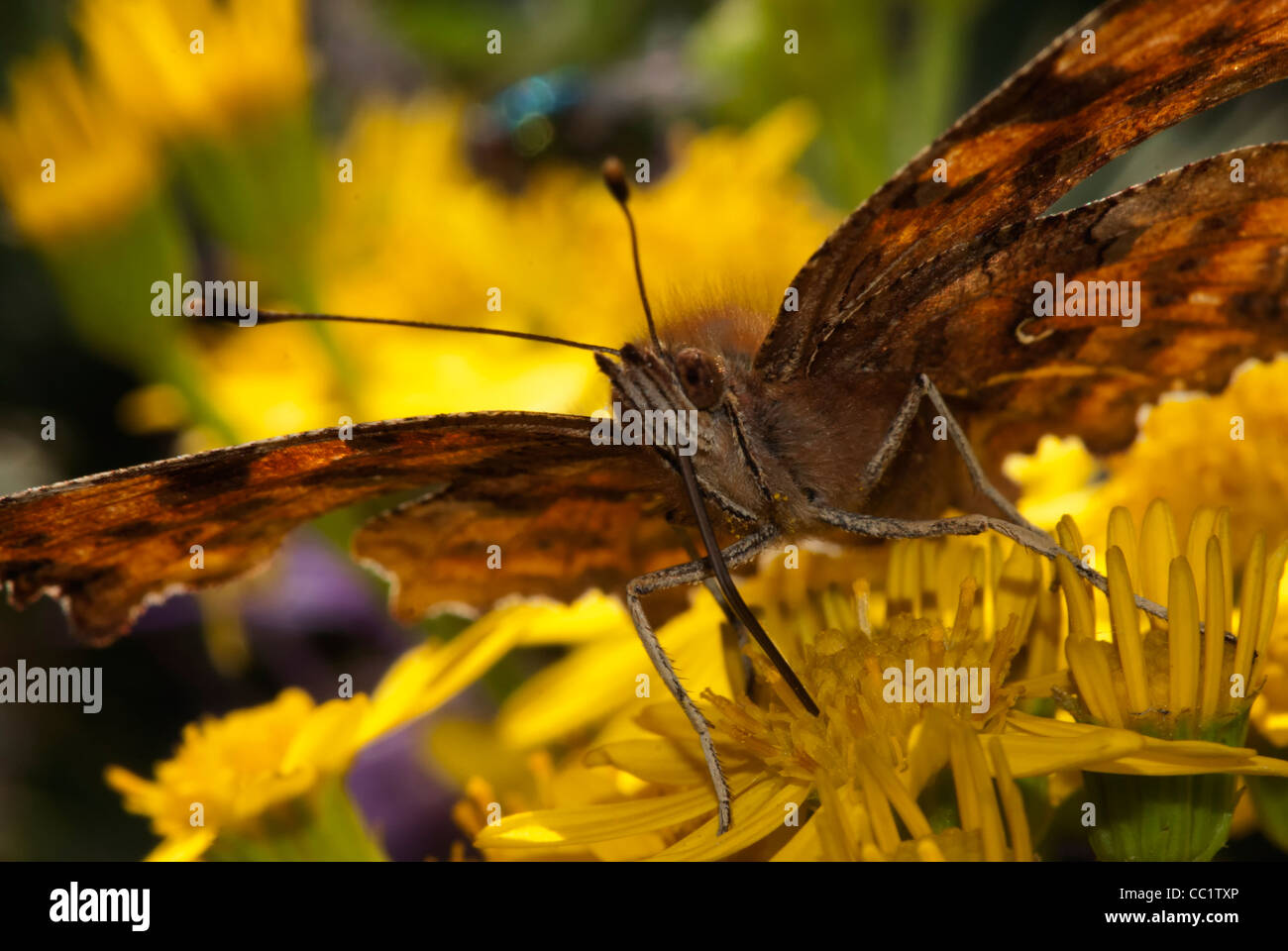 Satyr Comma (Polygonia satyrus Stock Photo - Alamy