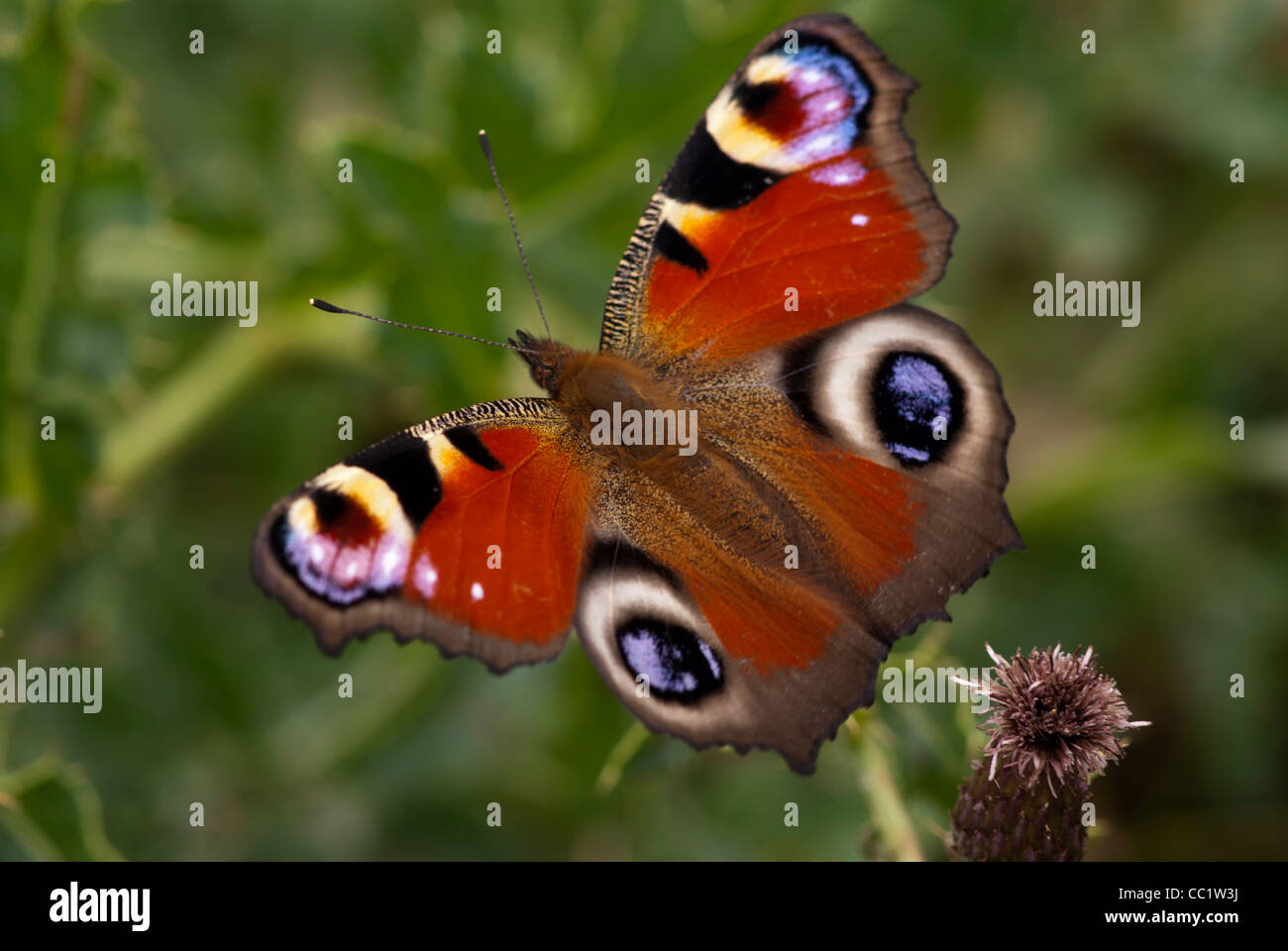 Reddish orange butterfly hi-res stock photography and images - Alamy