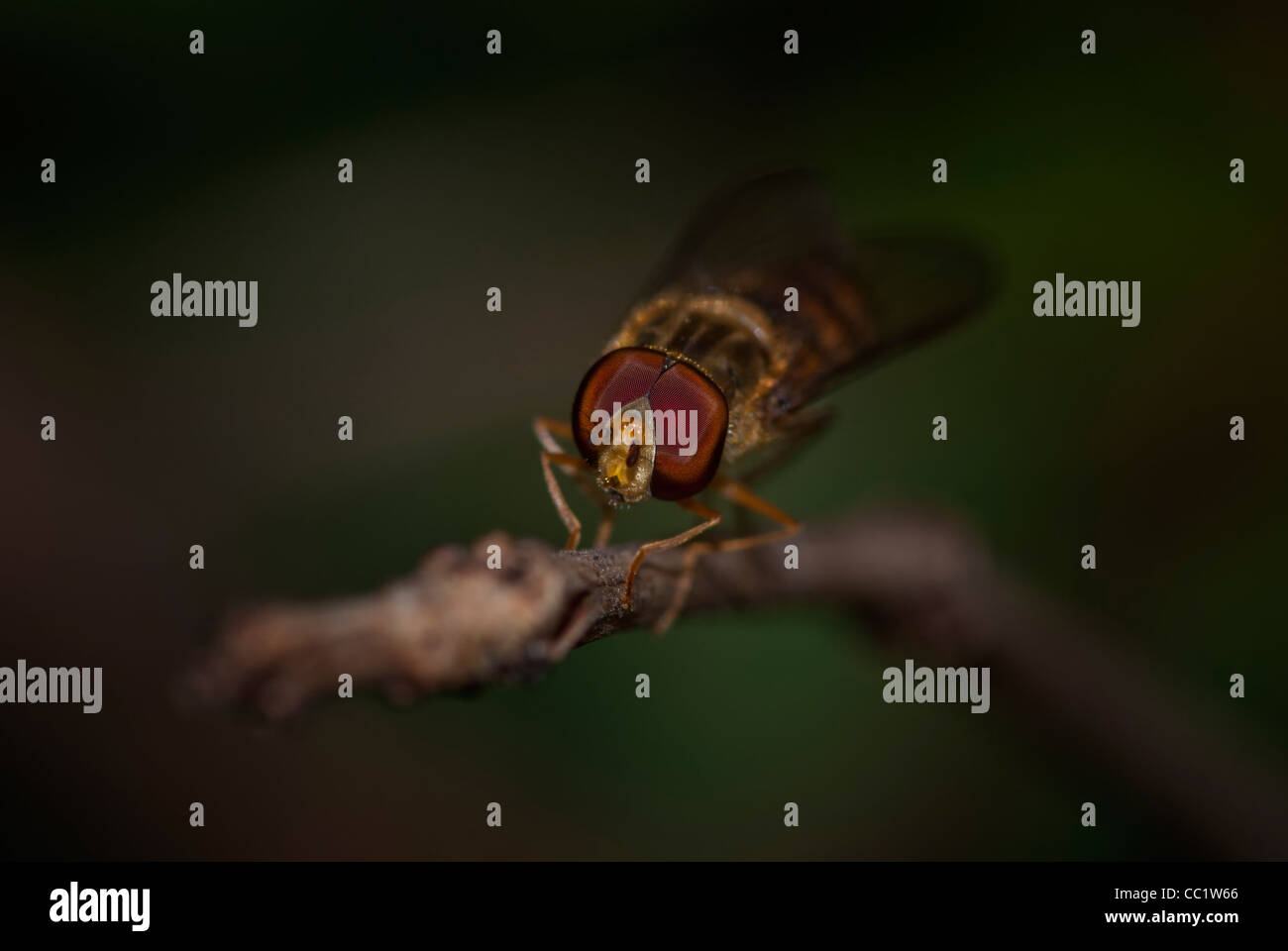 Hover fly face hi-res stock photography and images - Alamy