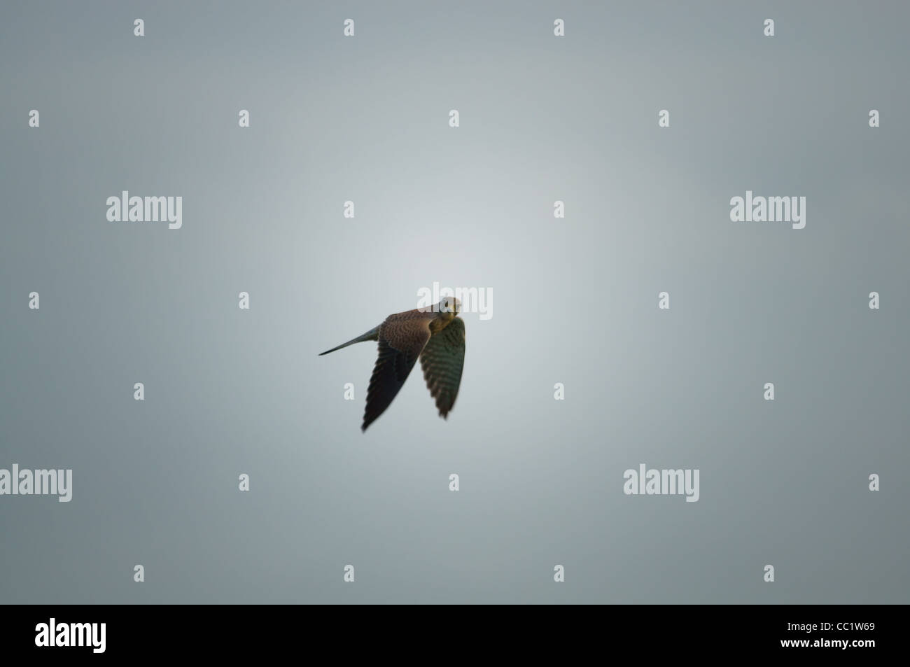 Common Kestrel in flight Stock Photo - Alamy
