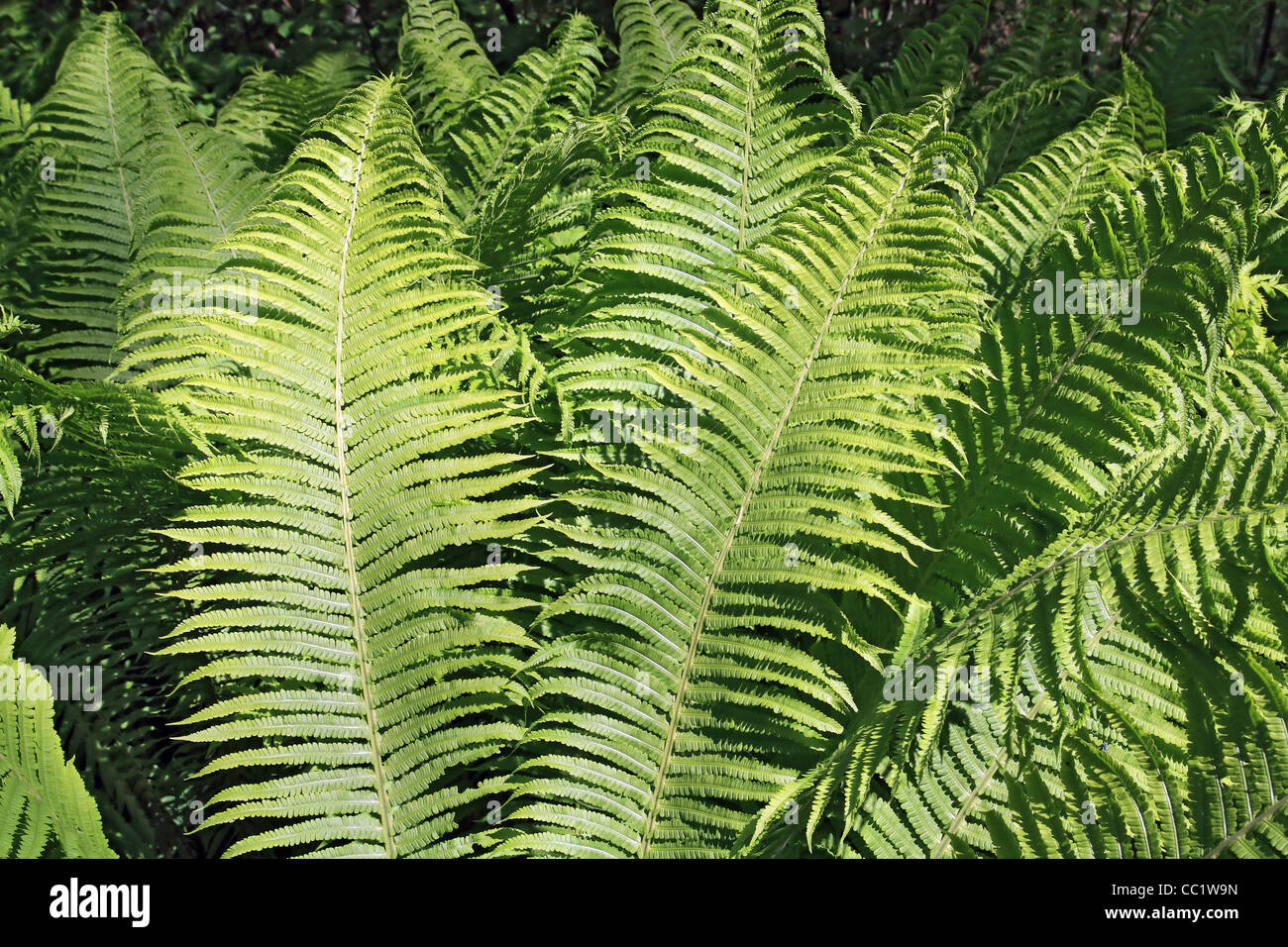 sheet of the fern Stock Photo - Alamy