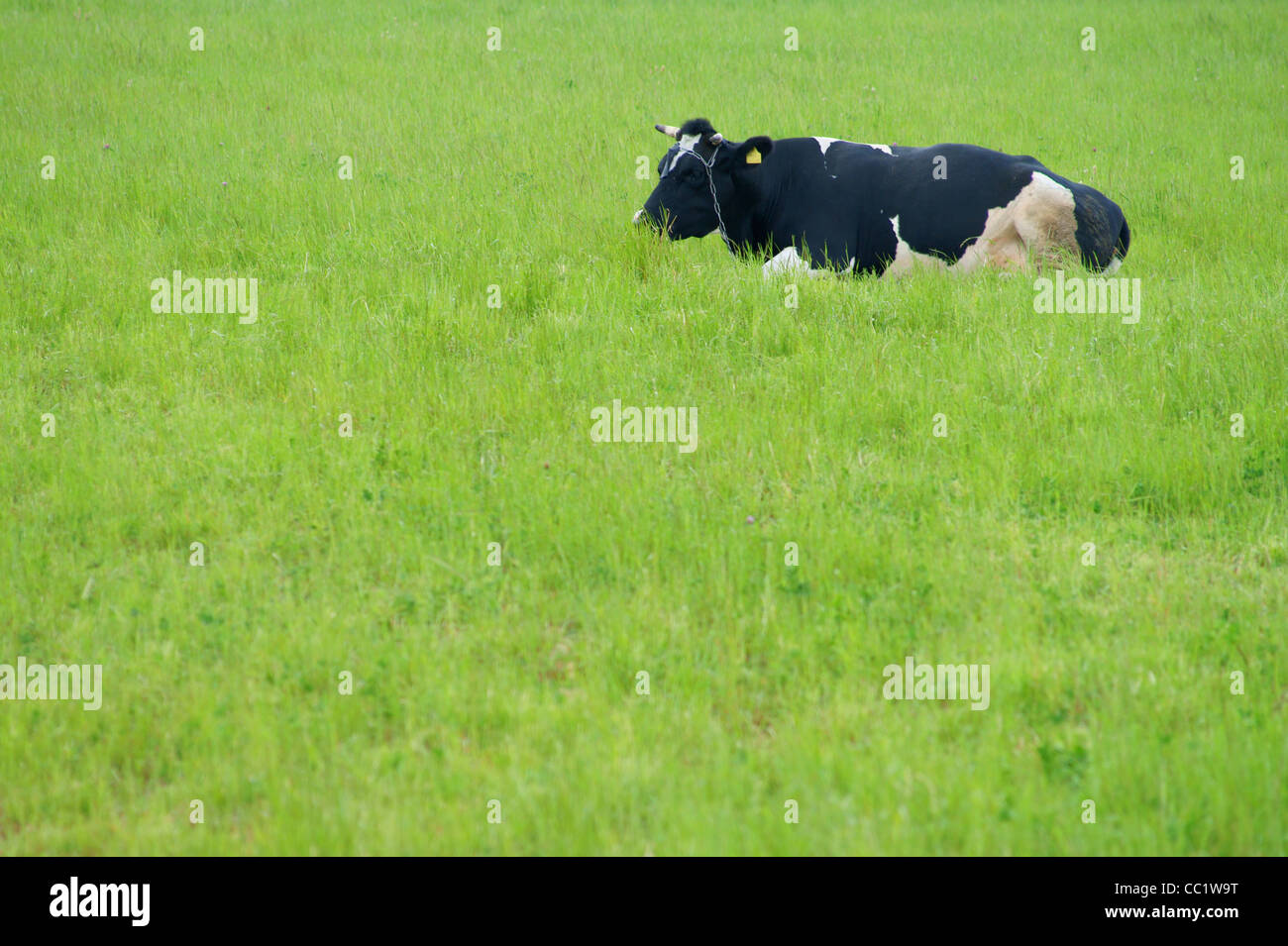 Cow in green field Stock Photo - Alamy